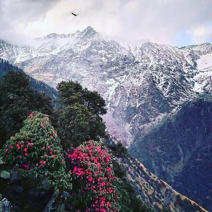 Dhauladhars View With Brass Flowers - Himachal Photo Gallery